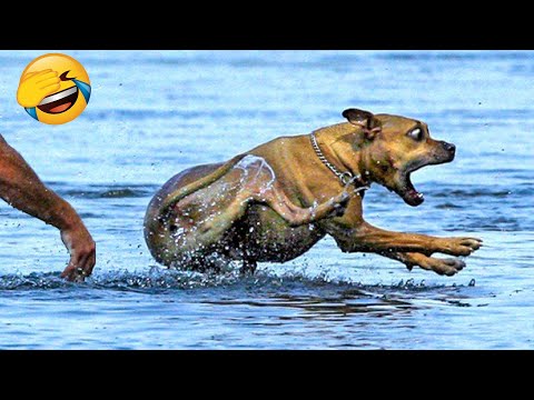 Best Funny Animal Videos 2022 ๐ - Funniest Cats And Dogs Videos