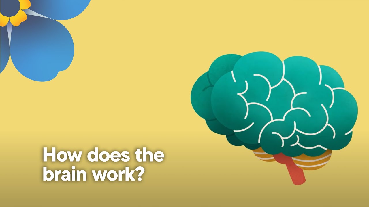 How does the brain work?