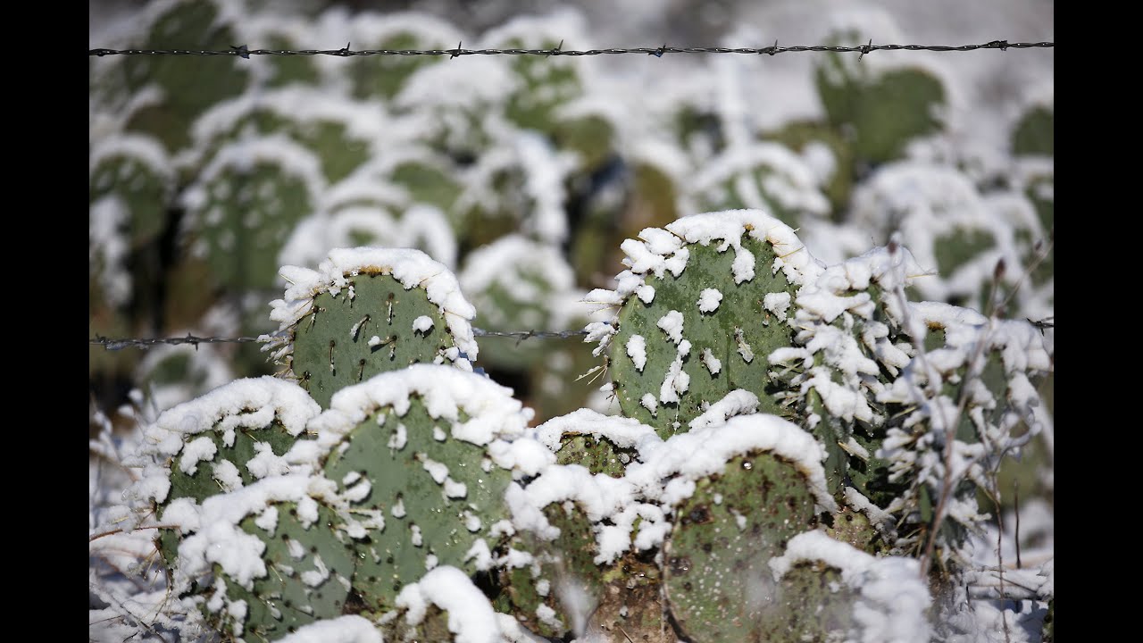 Farmers’ Almanac promising ‘stinging cold’ Texas winter