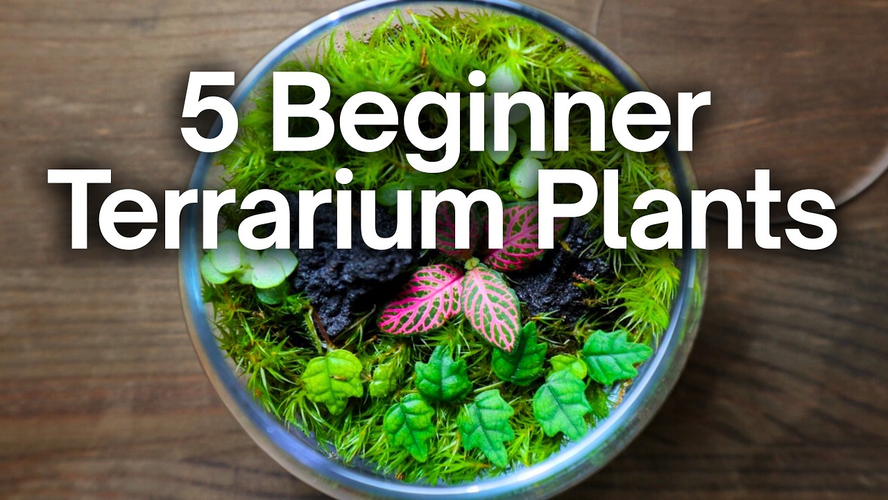 Top 5 Beginner Terrarium Plants