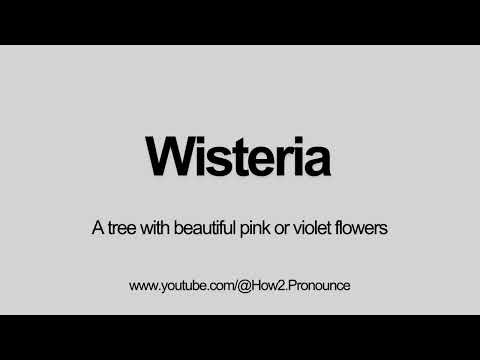 How to pronounce Wisteria