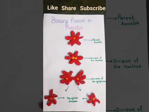 #Binary Fission in Amoeba | Easy | 3d model | Model of Binary Fission in Amoeba 🦠