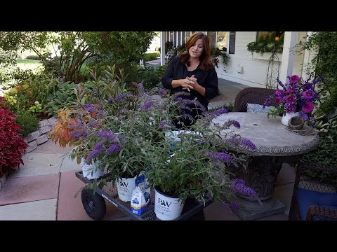 Shrub Haul and Planting! 🌿// Garden Answer