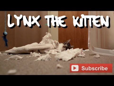 It Began With A Lynx - Animal House Canada