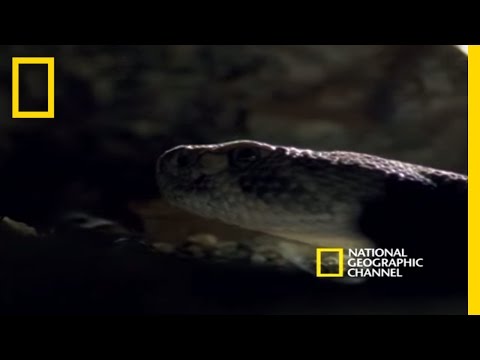 Rattlesnakes Display and Mate | National Geographic