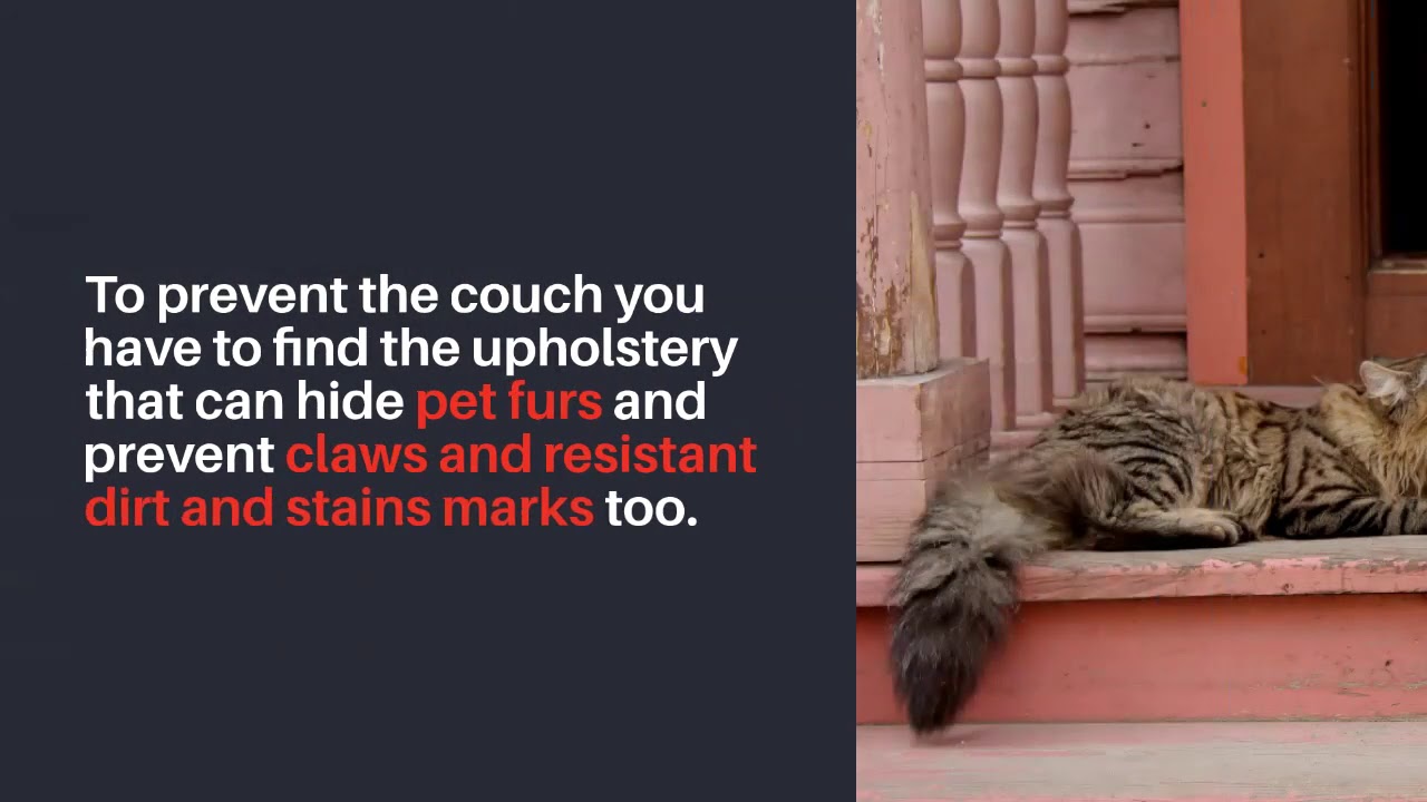 Best Couch Material For Cats With Claws