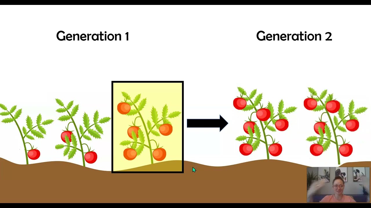 Artificial Selection (AP Bio Topic 7.3)