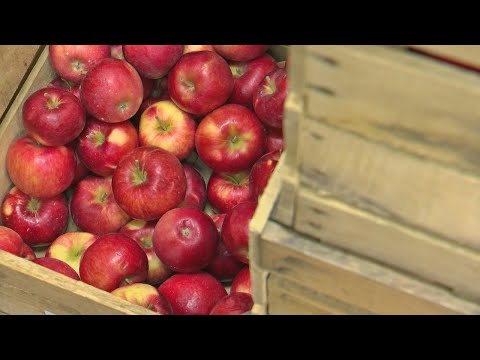 Good Question: Should Apples Be Refrigerated?