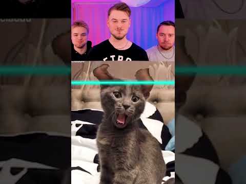 #Meow 😹
