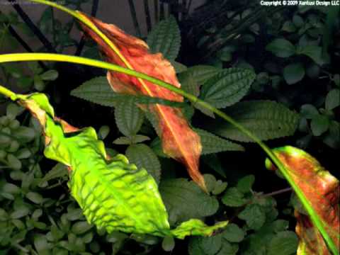 Riparium | An Introduction | [T A G]