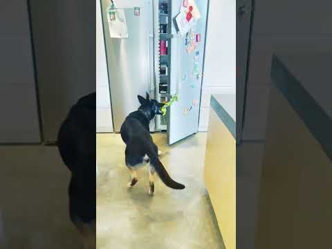 Our Dog gets drinks for you from fridge