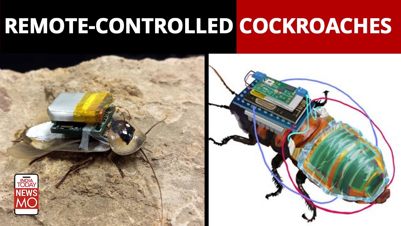 Robo Roach: Scientists Make Remote-Controlled Cockroaches For Rescue Missions