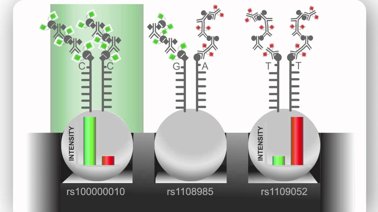 Understanding the Illumina Infinium Assay: A Comprehensive Overview ...
