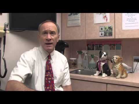How to Treat Dogs With Pneumonia