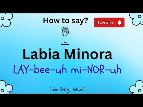 Labia minora I What is labia minora I How to pronounce Labia minora I Learning Pronunciation