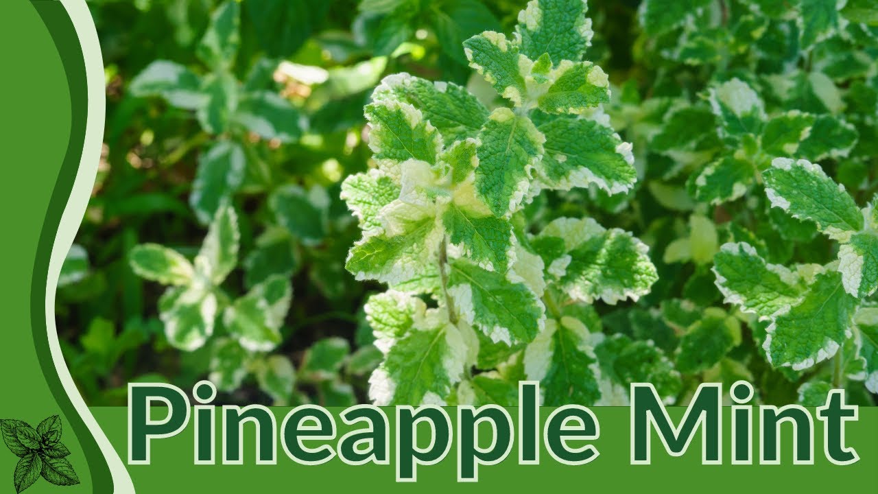 Our Complete Review of Pineapple Mint! (Mentha suaveolens 'Variegata')