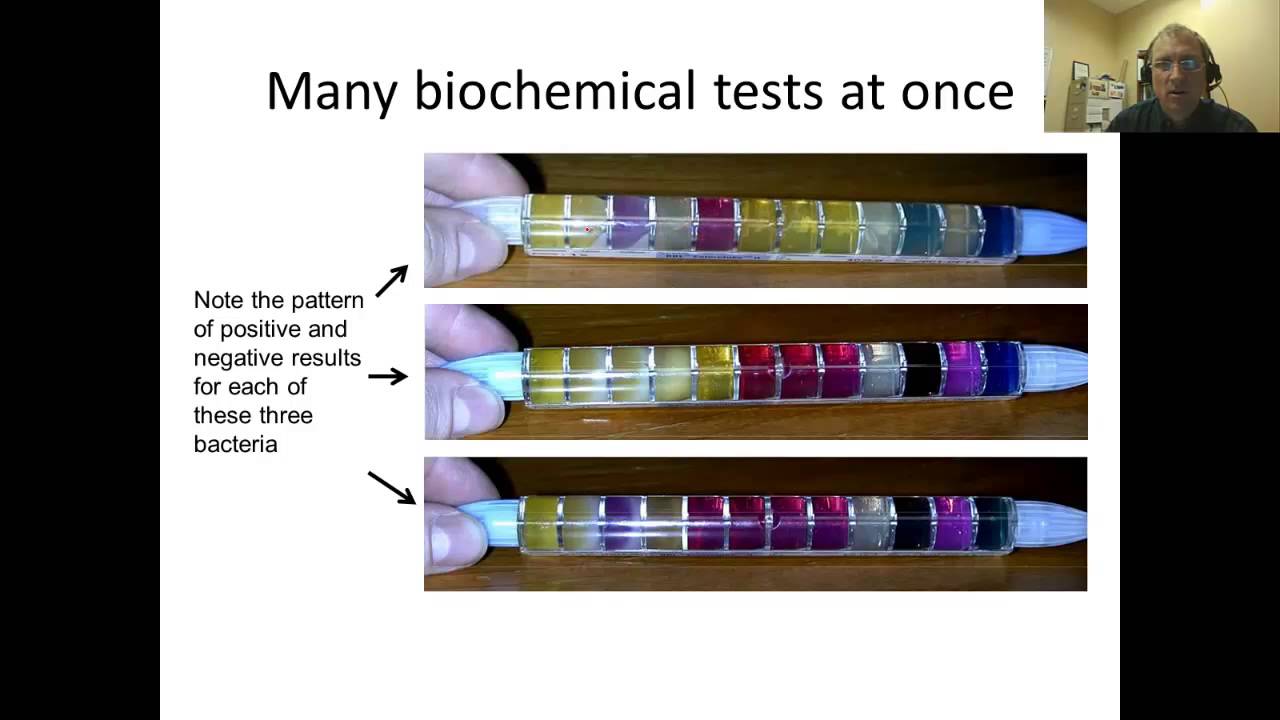 Chapter 4 (Part 4) Strategies for classifying and identifying microorganisms