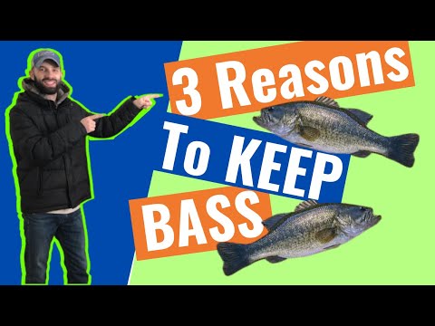 Why YOU Should Keep and EAT Bass