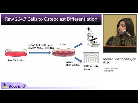 Application of BioLegend’s Tools to Explore Bone Cell Differentiation and Bone Cancer