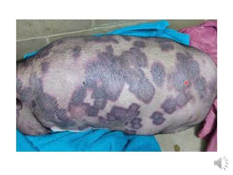 Swine Erysipelas - Diamond skin disease