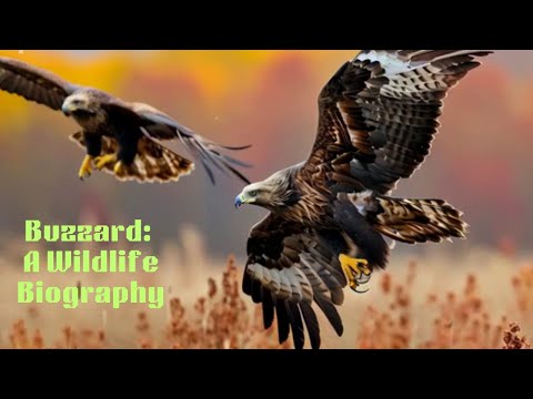 Buzzard: A Wildlife Biography | Animated | Wildlife Documentary | Informative #biography#bird