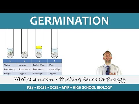 Plant reproduction - Germination - GCSE Biology (9-1)