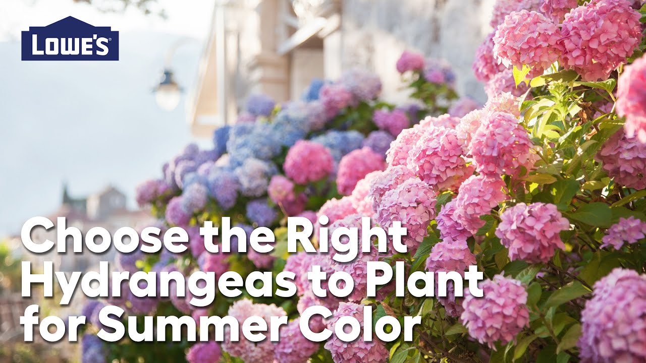 How to Choose Hydrangeas: Video Guide