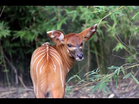 Australia: NSW – Rare Eastern Bongo Born at Taronga Zoo | Kevin's Walk ...