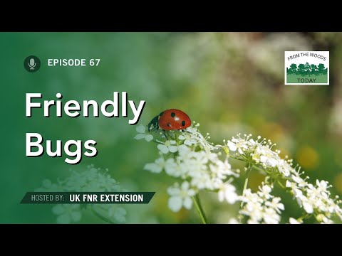 Woodland Bug Friends - From the Woods Today - Episode 67