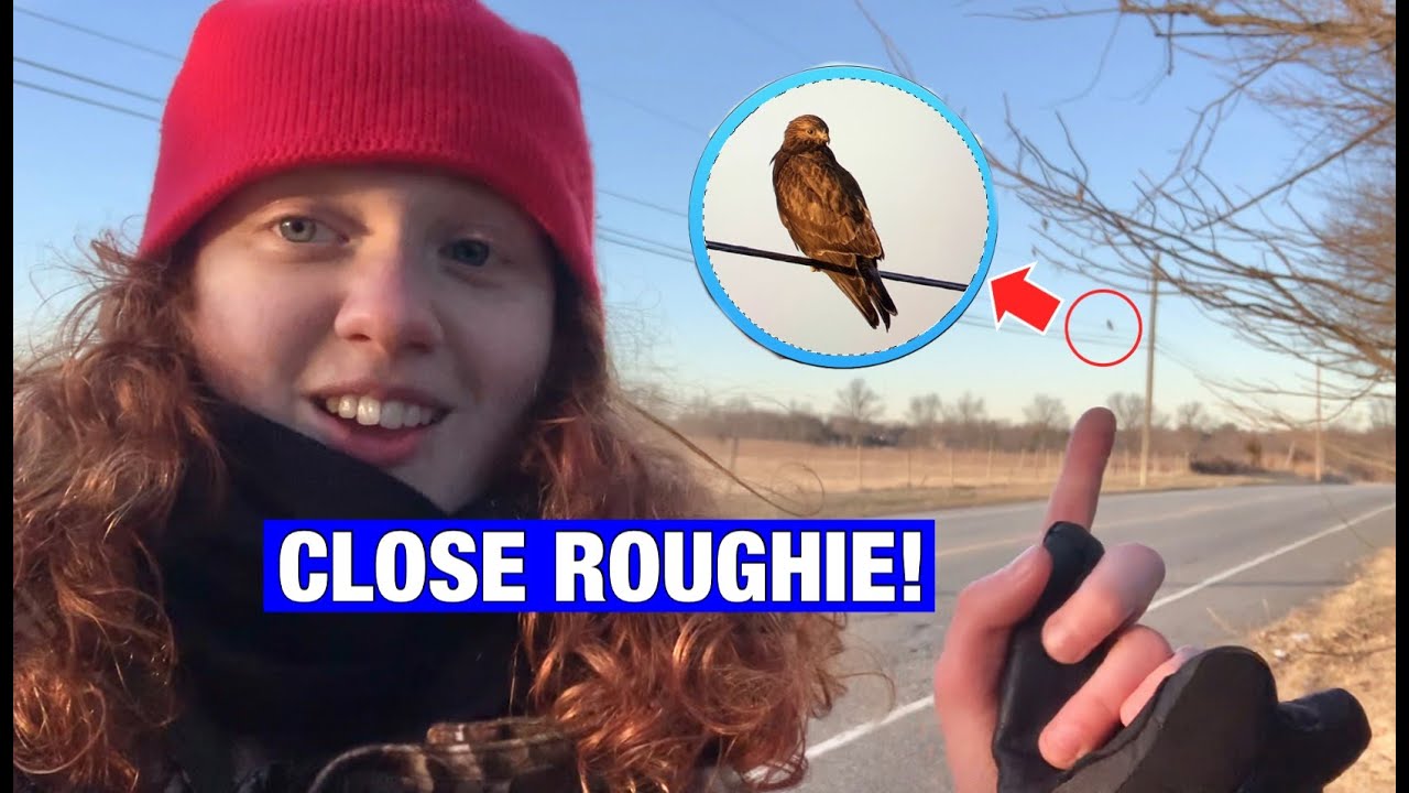 Rough-legged Hawk RIGHT off the ROAD! (Birding in Salem Co, NJ!)