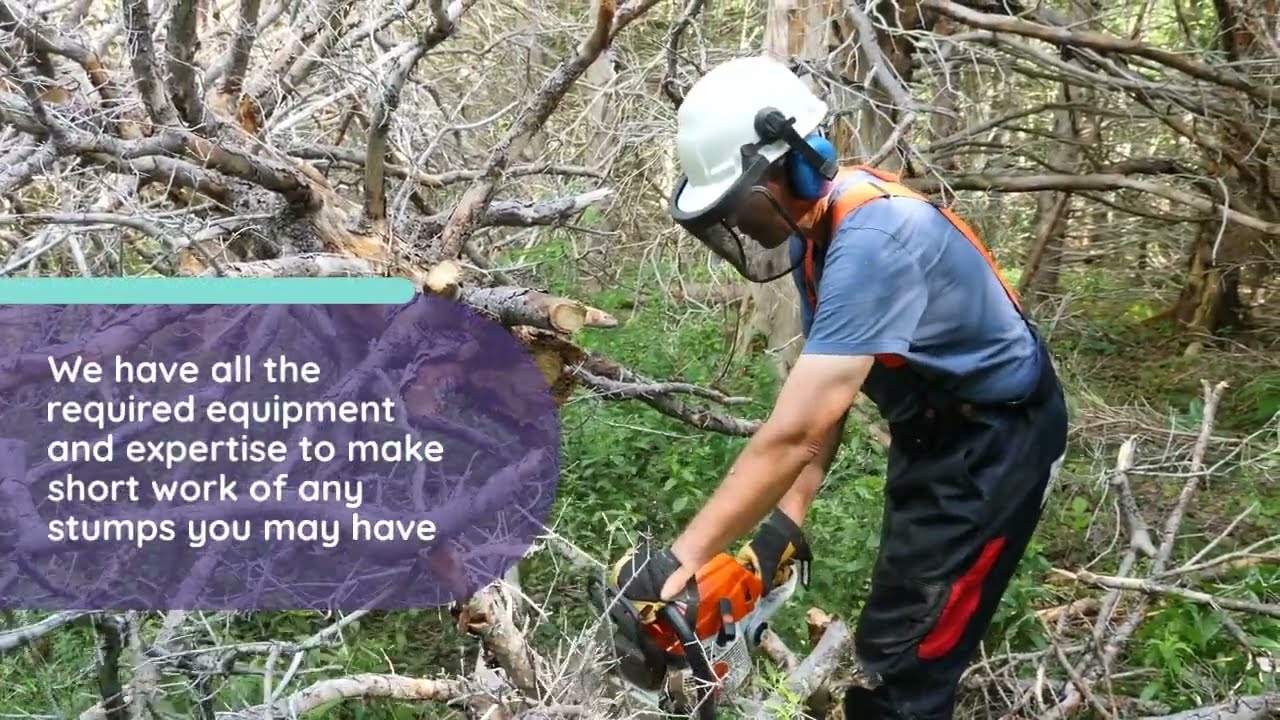 Affordable Tree Care Service in Pompano Beach | Real Tree Trimming & Landscaping, Inc | 954-957-9540