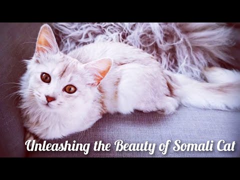 Somali Cats: The Most Exotic Feline & Your Next Trending Pet