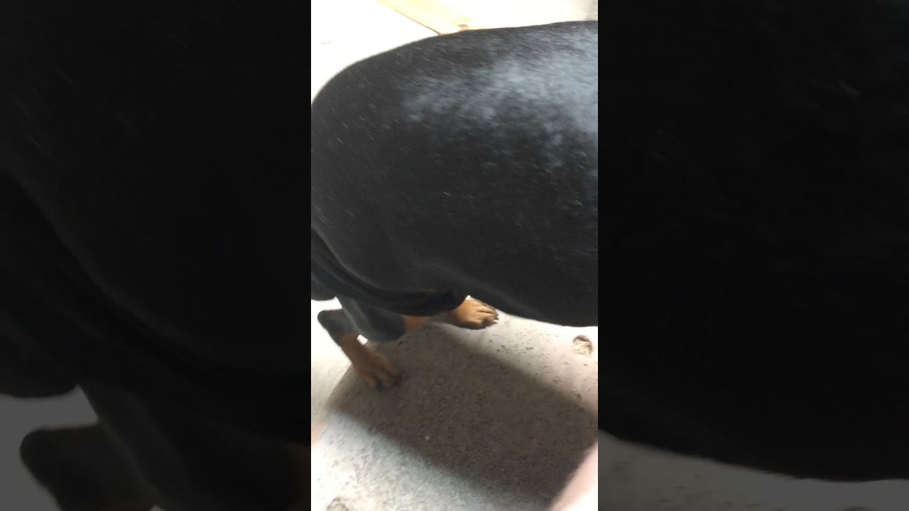 Min pin sagging pants