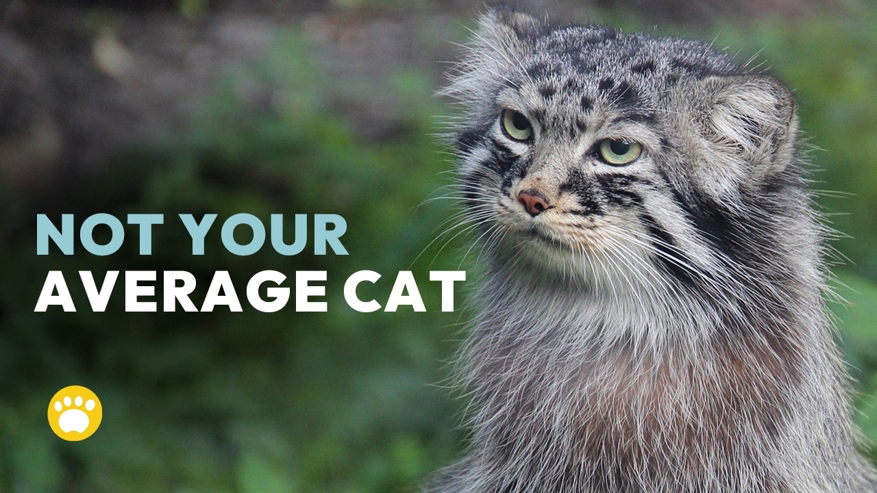 6 Facts That Make Pallas’s Cat So Unique