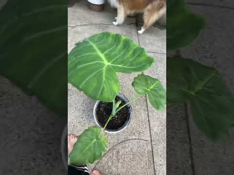 Daddies little giant #plant