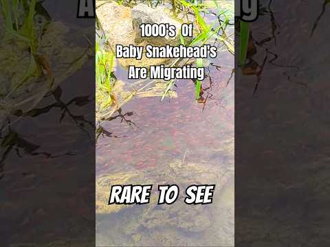 baby snakehead's Migration / rare footage / #snakehead #murral