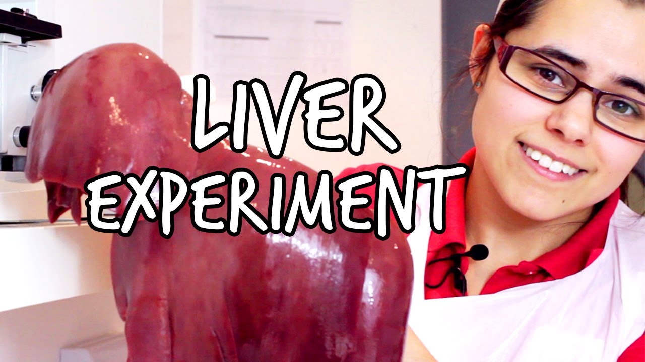 What does the liver do? | We The Curious
