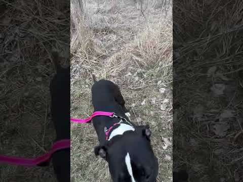 Video of adoptable pet named Lola