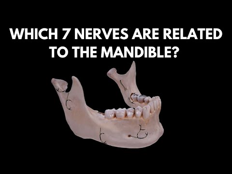 Which Nerves are Related to the Mandible?