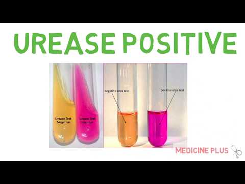 Urease Positive Organisms Mnemonic and MCQ - Medicine Plus
