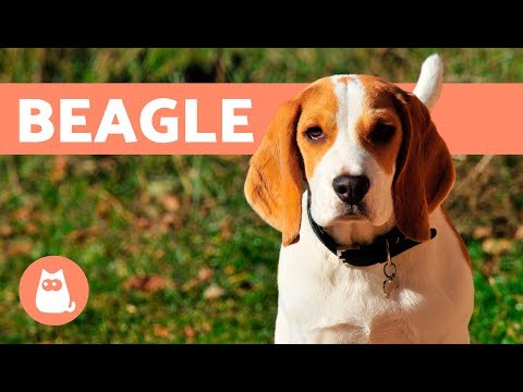 Beagle Dogs – History, characteristics and training