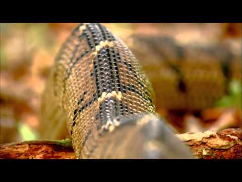 Family tree of all snakes and lizards | Dear Kitty. Some blog