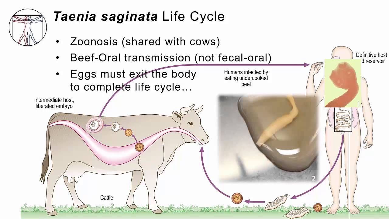 Helminths T saginata