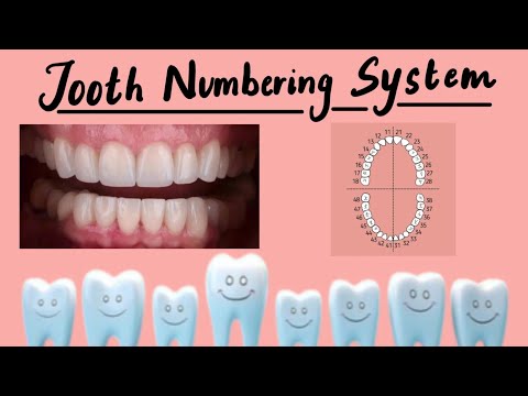 "Dental Tooth Numbering System Explained: Universal, FDI & Palmer Guide"
