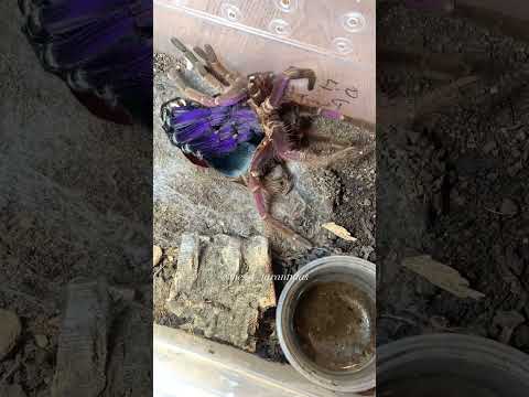 Pamphobeteus insignis (Colombia),Purple tarantula molting and maturing into an adult male