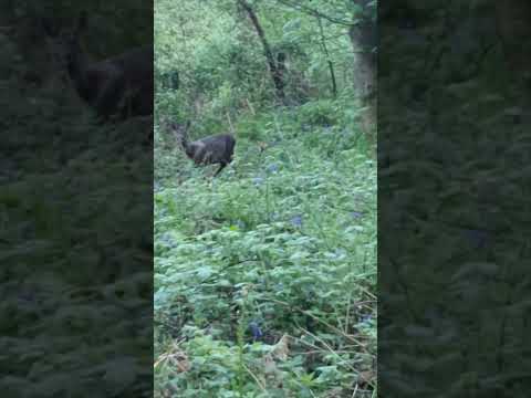 Roe Deer in Sacriston Woods