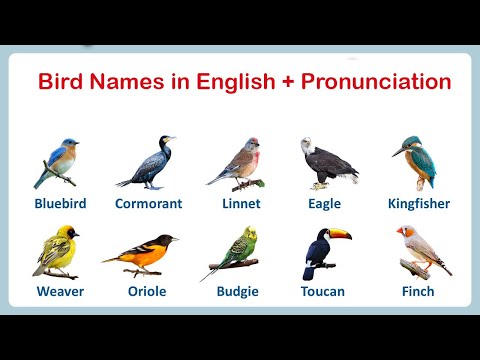 Bird names and Pronunciation in English | bird names for kids | tough names of birds | New video