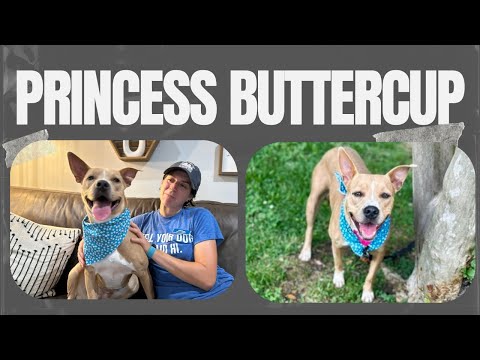Dog for adoption - Princess Buttercup Powerpuff Girl, a Pit Bull ...