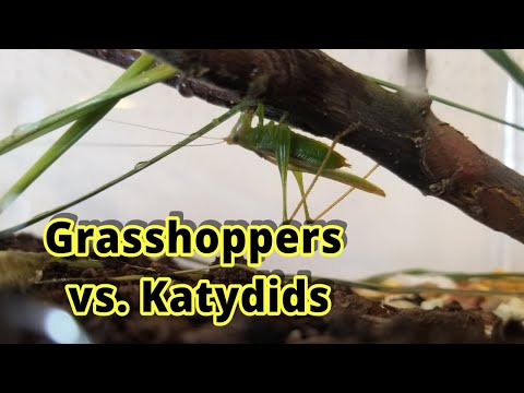 Grasshoppers vs. Katydids: How to Distinguish Them???