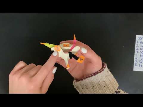 cervical vertebrae model_quiz review video
